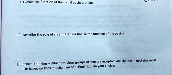 Explain the function of the visual opsin protein: Describe the role of ...