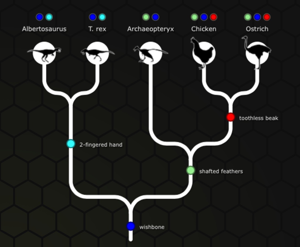 SOLVED: Albertosaurus Tyrannosaurus rex Archaeopteryx Chicken Ostrich ...