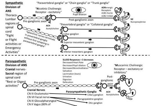 Sympathetic Division of ANS Thoraco- Lumbar regions of spinal cord ...