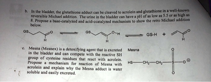 SOLVED: In the bladder, the glutathione adduct can be cleaved to ...