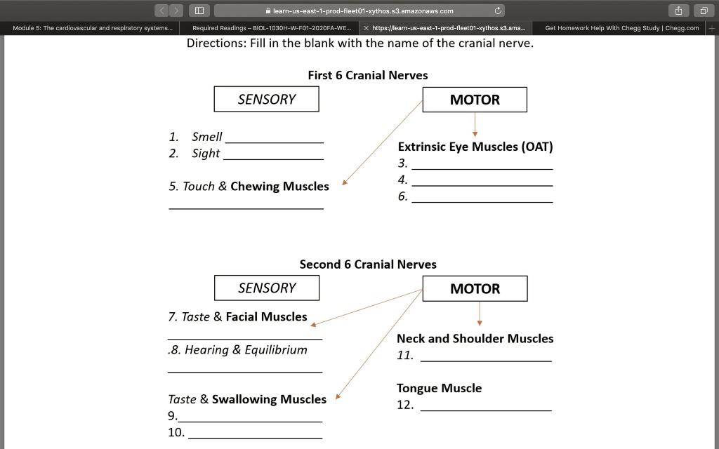 SOLVED: USING THE FLOWCHART BELOW, MATCH THE CORRECT CRANIAL NERVE UP ... SOLVED: USING THE FLOWCHART BELOW, MATCH THE CORRECT CRANIAL NERVE UP ...