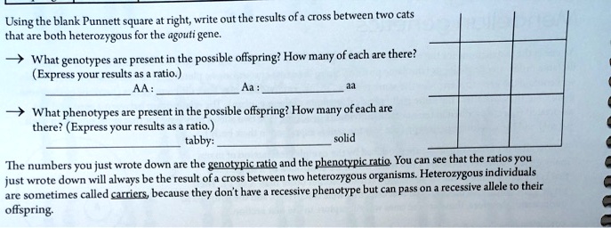 SOLVED: Using the blank Punnett square at right, write out the results ...