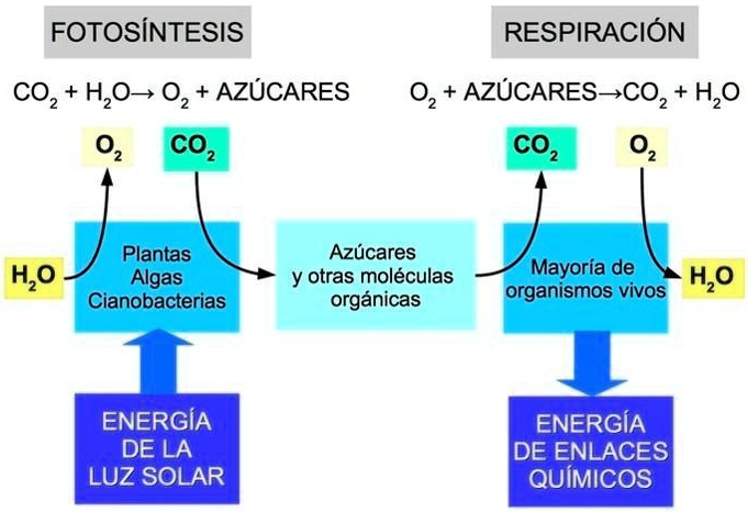 SOLVED: A partir del diagrama que se adjunta, indique cuál es la ...