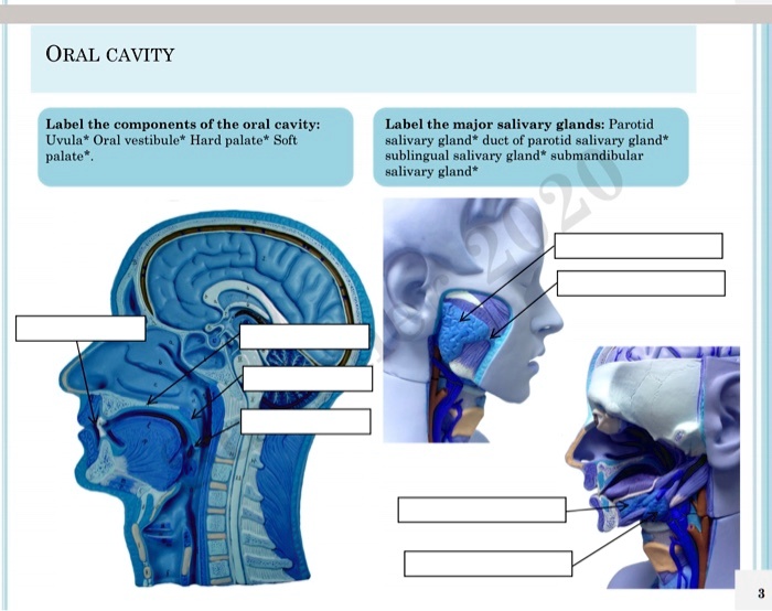 SOLVED: Label the components of the oral cavity: Uvula* Oral vestibule ...