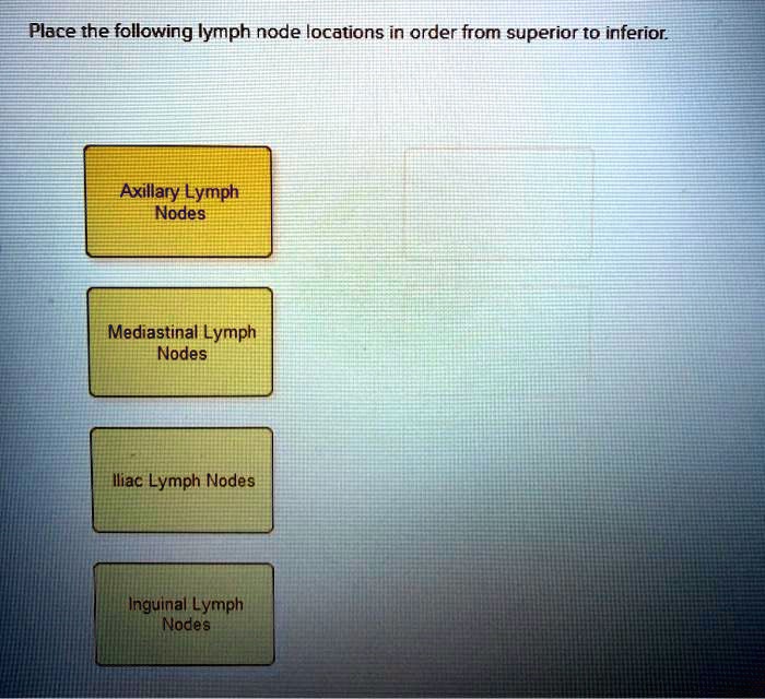 SOLVED: Place the following lymph node locations in order from superior ...