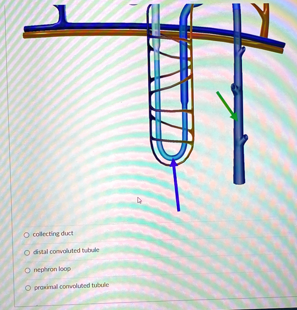 collecting duct distal convoluted tubule nephron loop proximal ...
