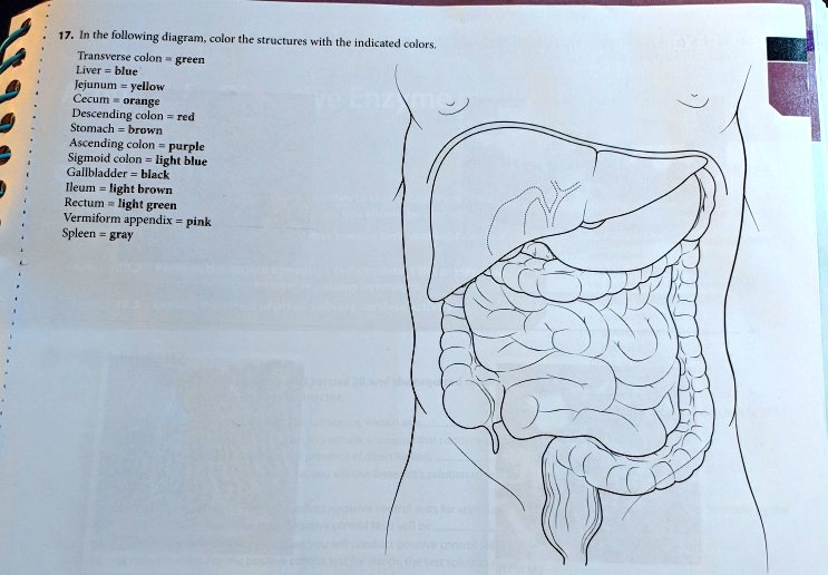 SOLVED: Following diagram; color the structures with the indicated ...