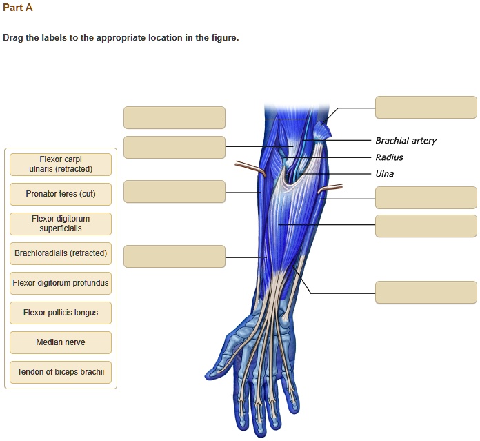 part a drag the labels to the appropriate location in the figure flexor ...