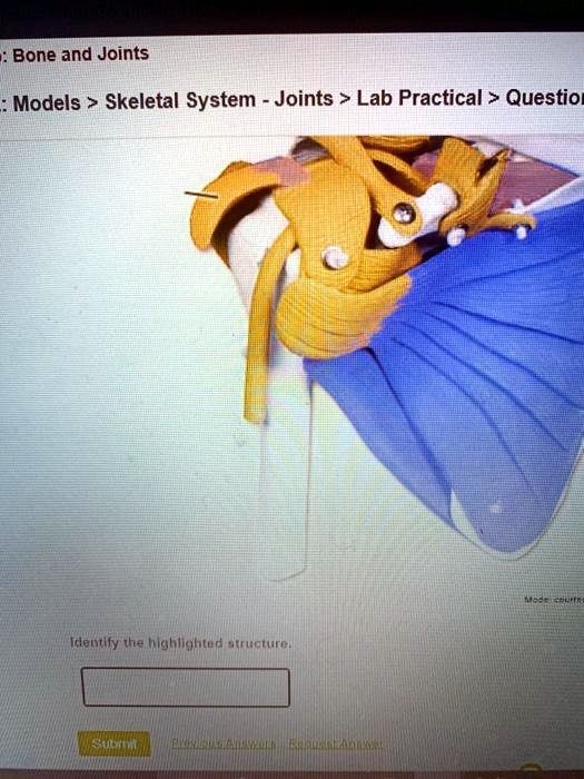 SOLVED: Bone and Joints Models > Skeletal System - Joints > Lab ...