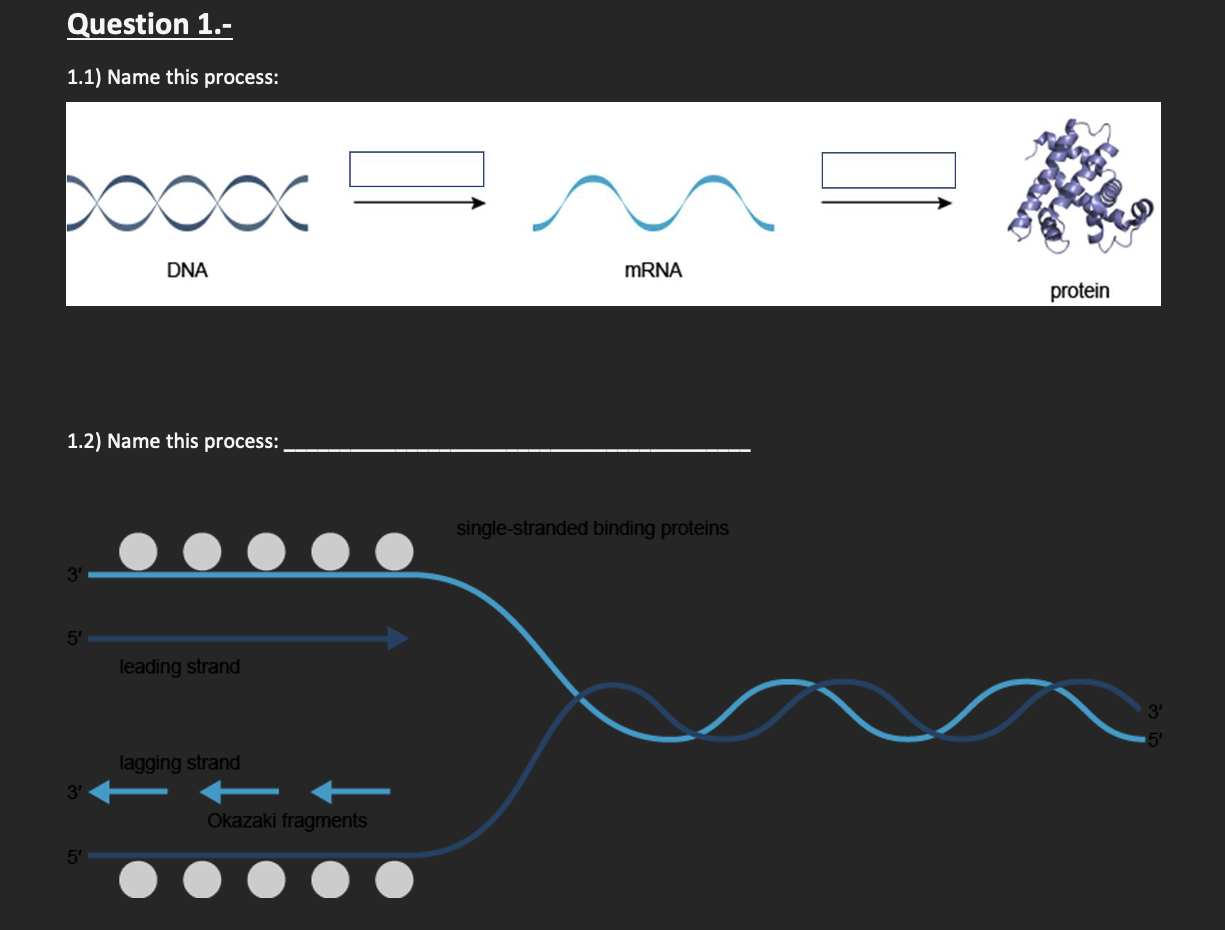 SOLVED: Question 1.- 1.1) Name this process: DNA mRNA 1.2) Name this ...