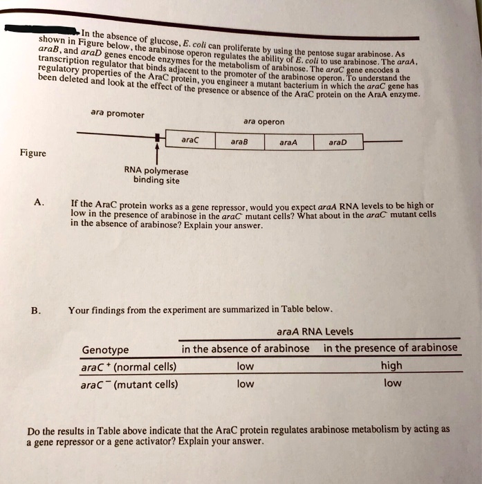 In the absence of glucose, E. coli can proliferate by using the pentose ...