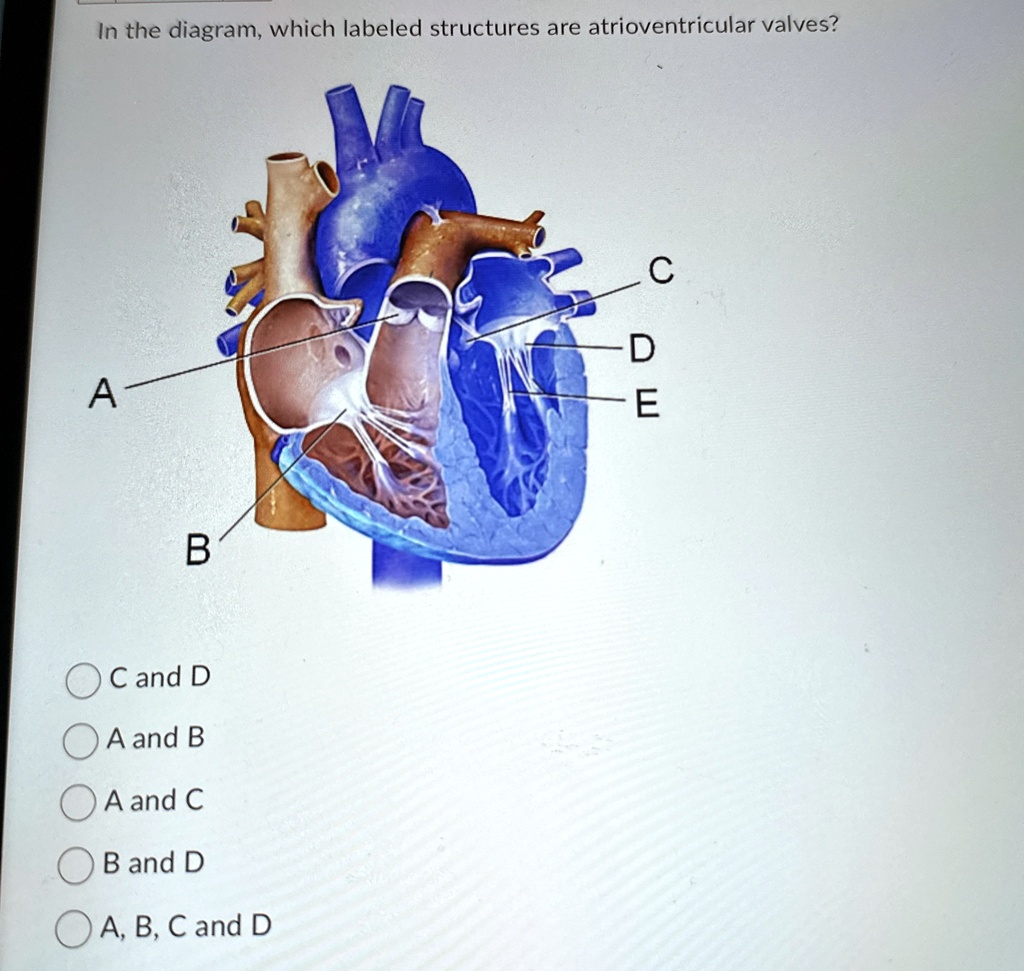in the diagram which labeled structures are atrioventricular valves a b ...