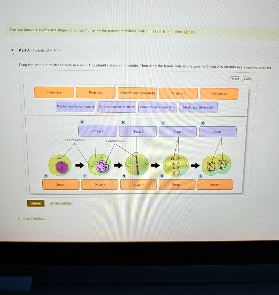 can you label the events and stages of mitosis to review the process of ...