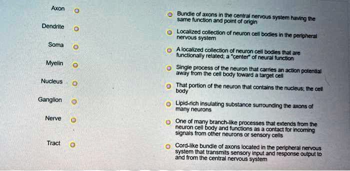 Axon ? Dendrite ? Soma ? Myelin ? Nucleus ? Ganglion ? Nerve ? Tract ...