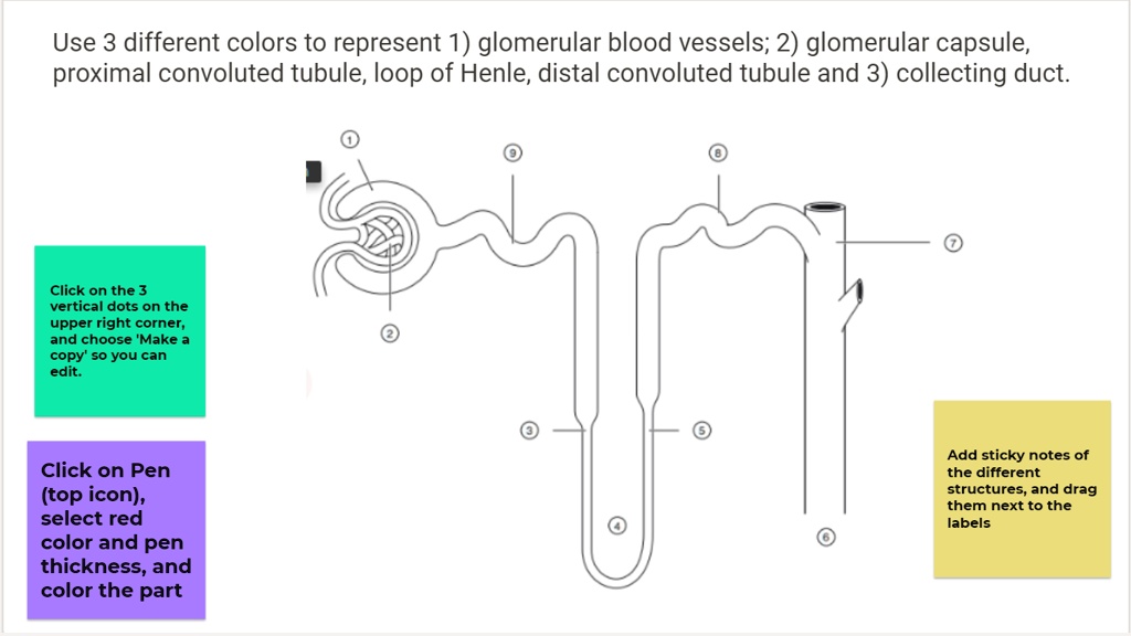 Use 3 different colors to represent 1) glomerular blood...