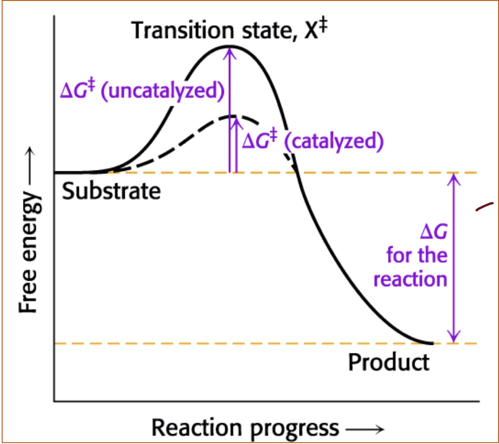SOLVED: Transition state, Xt AGt (uncatalyzed) AGt (catalyzed ...