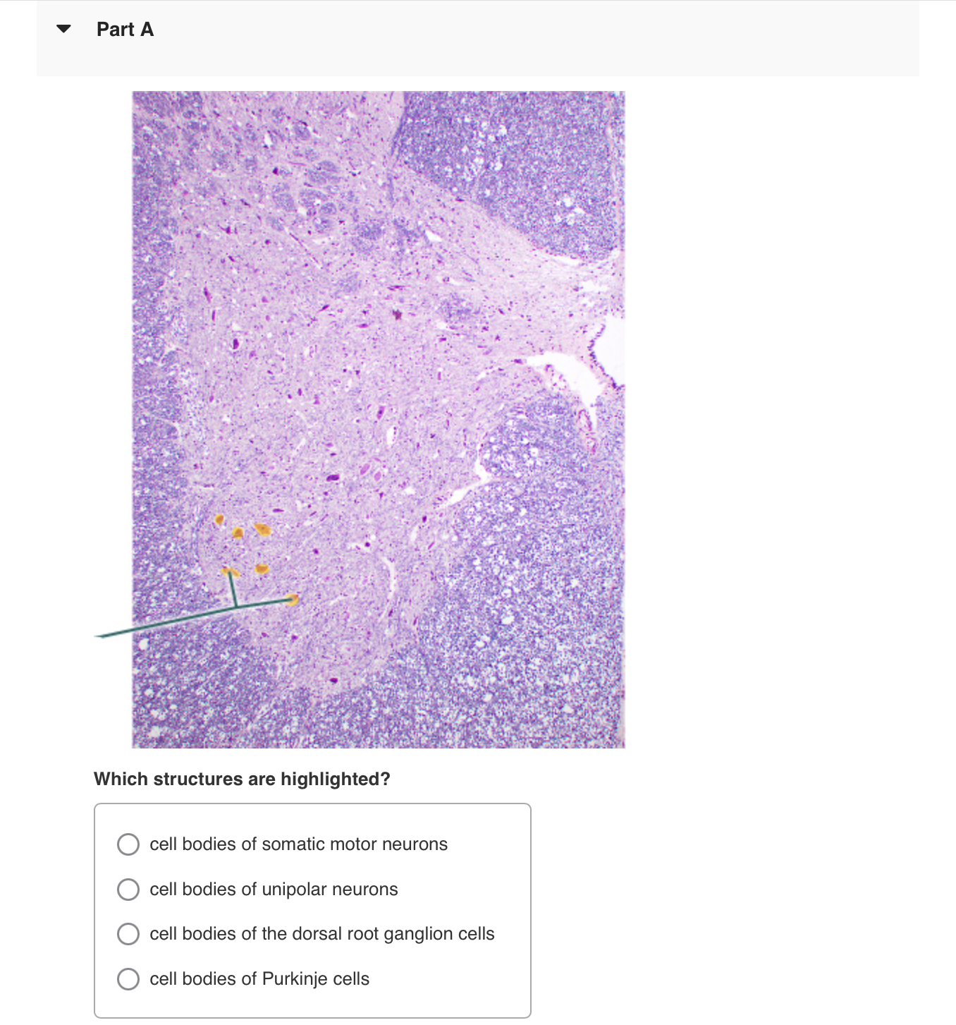 [GET ANSWER] Part A Which structures are highlighted? cell bodies of ...