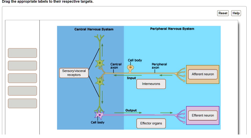 Drag the appropriate labels to their respective...