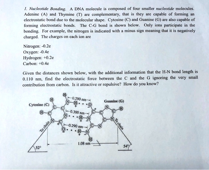 Nucleotide Bonding. A DNA molecule is composed of four smaller ...