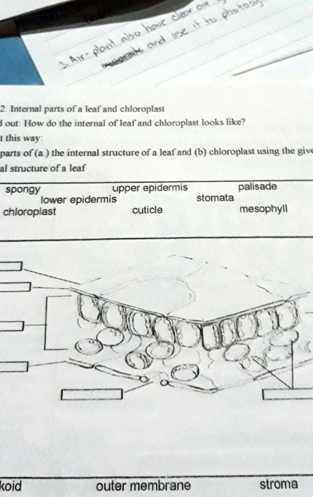Activity 2. Internal parts of a leaf and chloroplast Let's find out ...