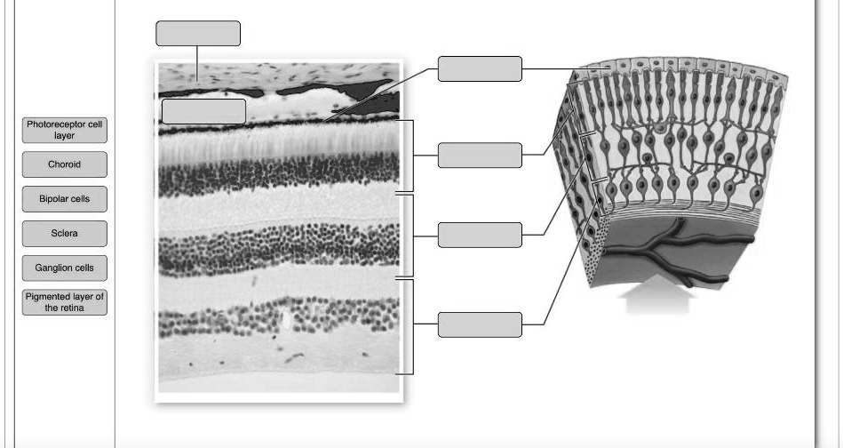 SOLVED: Photoreceptor cell layer Choroid Bipolar cells Sclera Ganglion ...