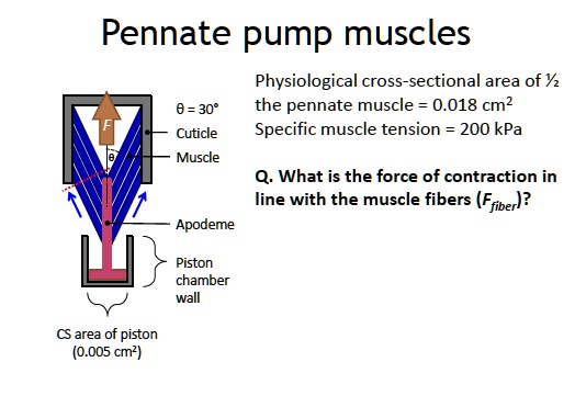 pennate pump muscles physiological cross sectional area of yz 0 30 the ...
