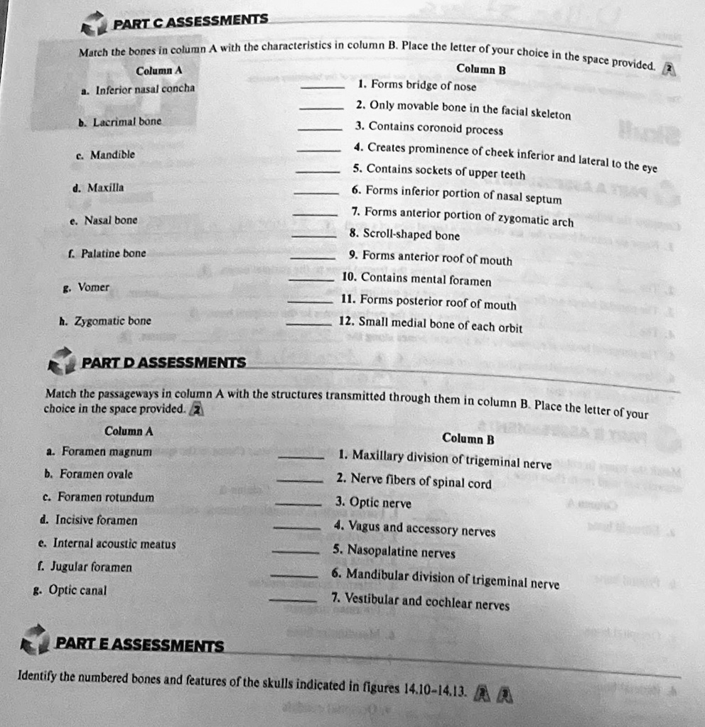 Maxillary division of trigeminal nerve Nerve fibers of spinal cord