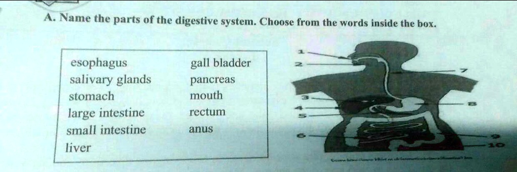 Name the parts of the digestive system. Choose from the words inside ...