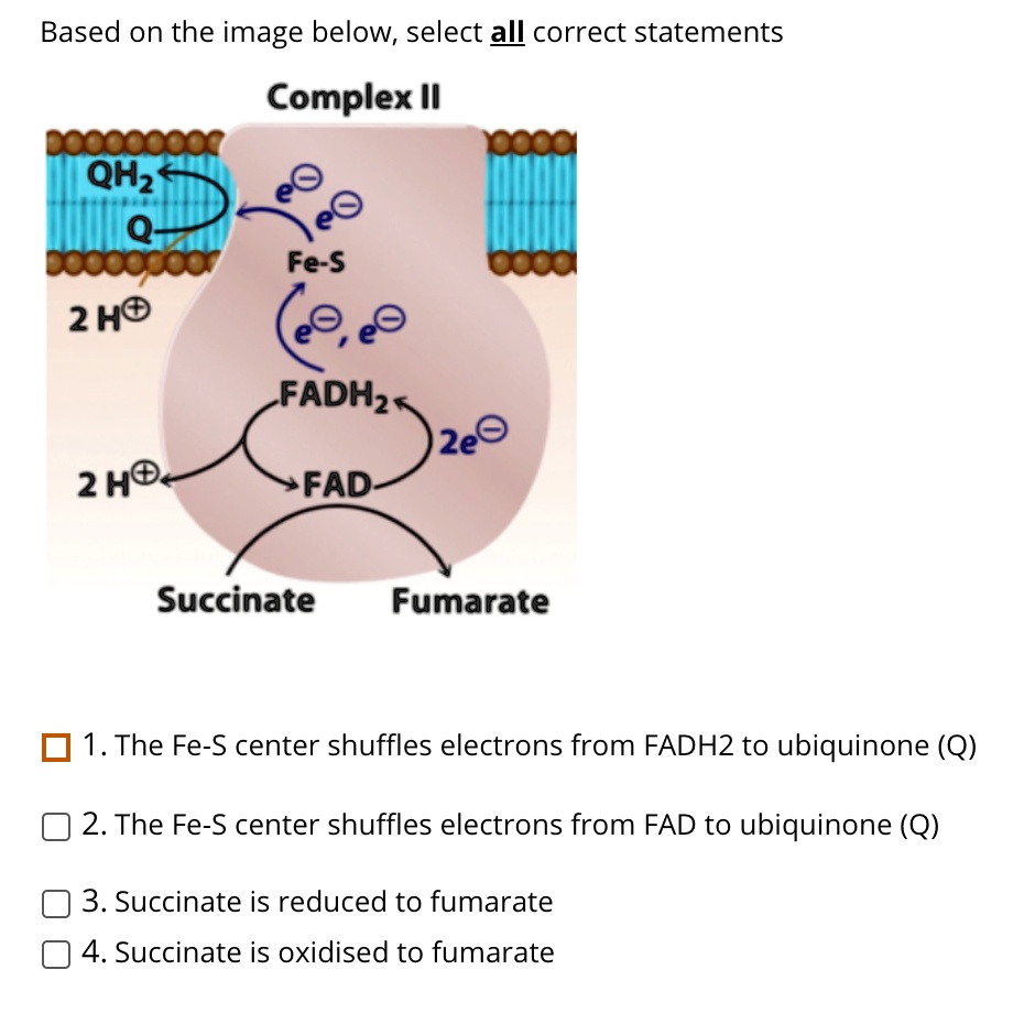 Based on the image below, select all correct statements Complex II QH2 ...