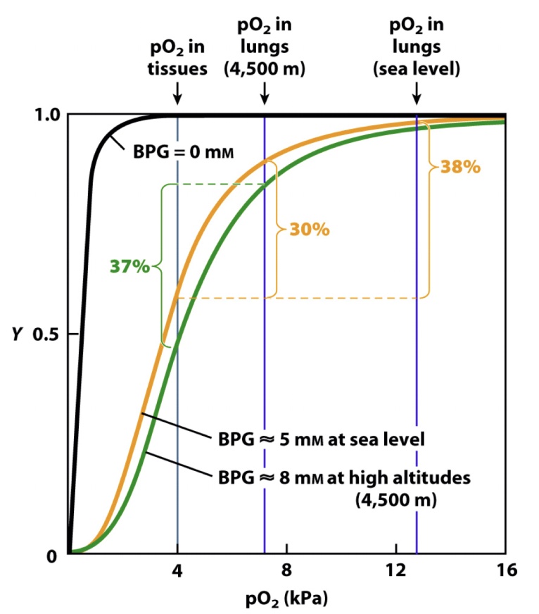 SOLVED: pO2 in pO2 in lung tissues (4,500 m) pO2 in lungs (sea level) 1 ...