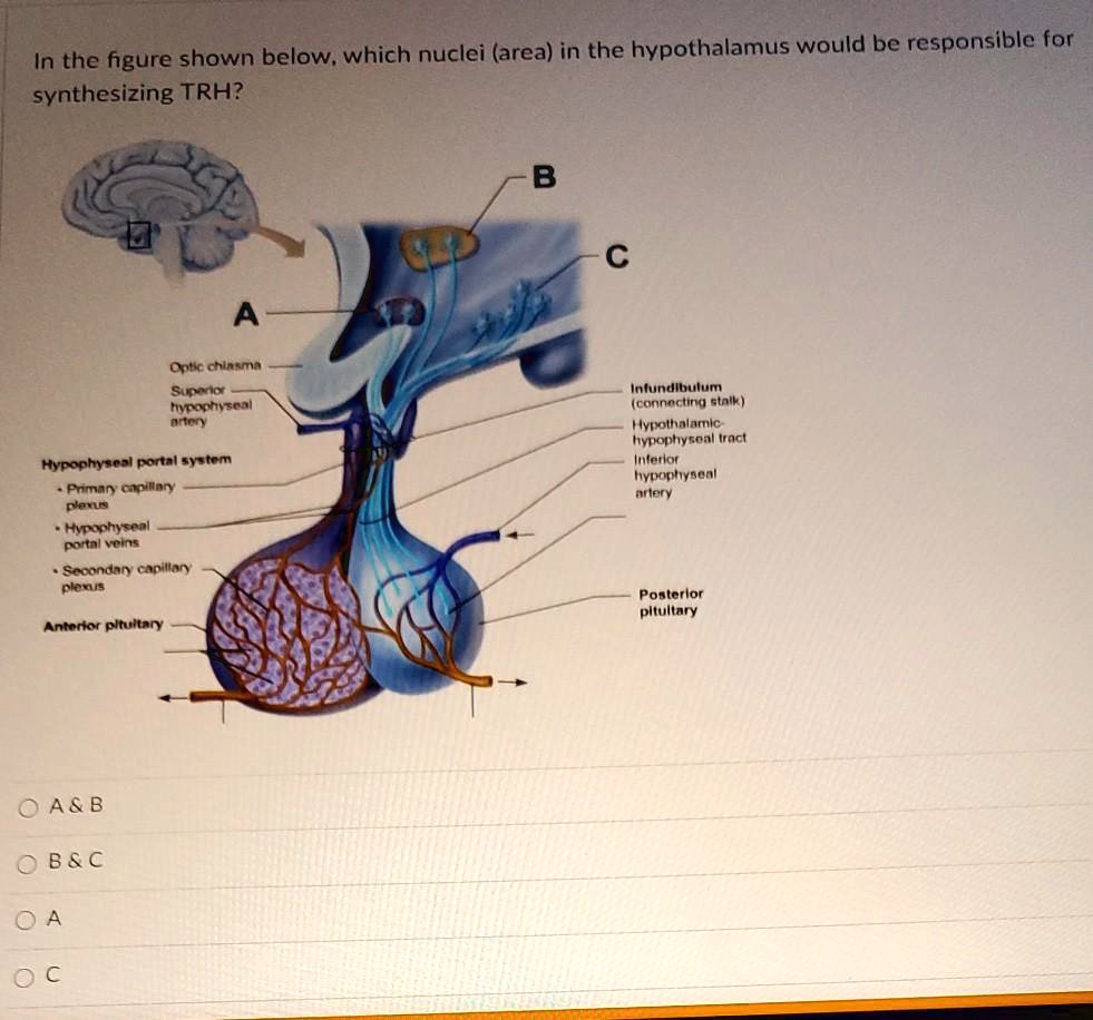 In the figure shown below, which nuclei (area) in the hypothalamus ...