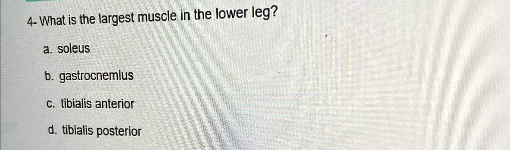 4- What is the largest muscle in the lower leg? a. soleus b ...