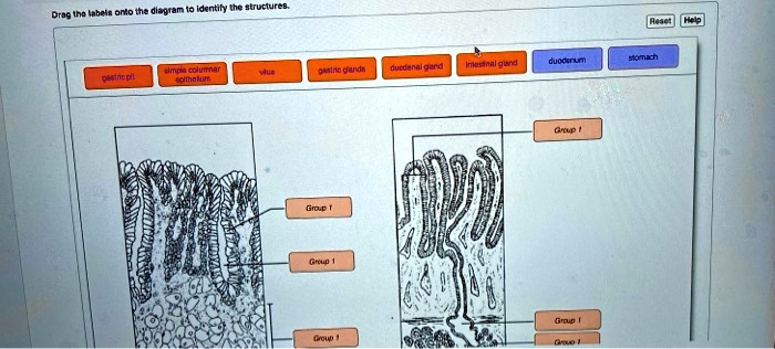 Drag the labels onto the diagram to identify the structures. Reset Help ...