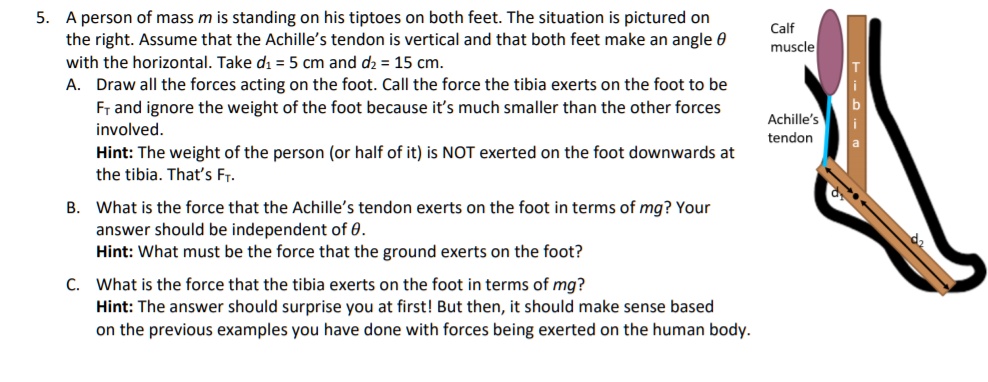 [GET ANSWER] 5 a person of mass m is standing on his tiptoes on both ...