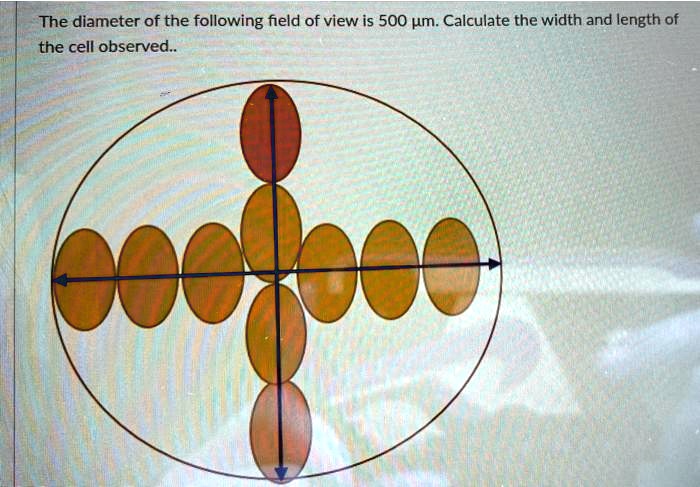 SOLVED: The diameter of the following field of view is 500 um.Calculate ...