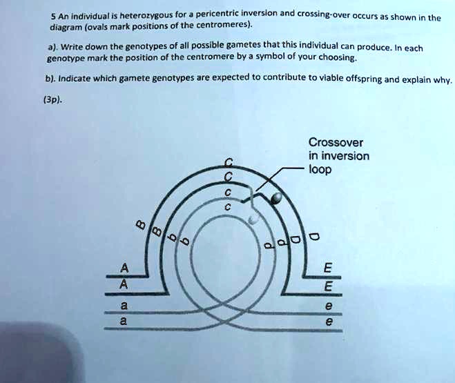 an individual is heferozvrous for pericentric inversion and crossing over occurs as shown in the ...