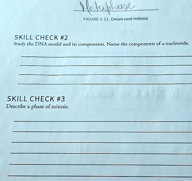 Metaphase FIGURE 3-11. Onion root mitosis SKILL CHECK #2 Study the DNA model and its components ...