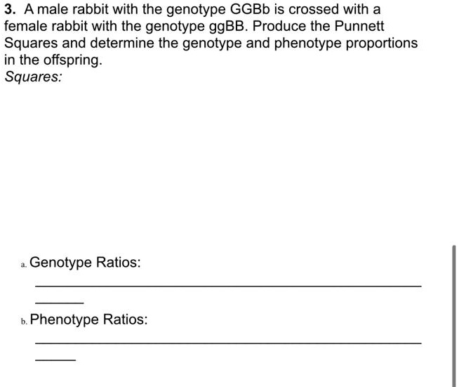 a male rabbit with the genotype ggbb is crossed with a female rabbit ...