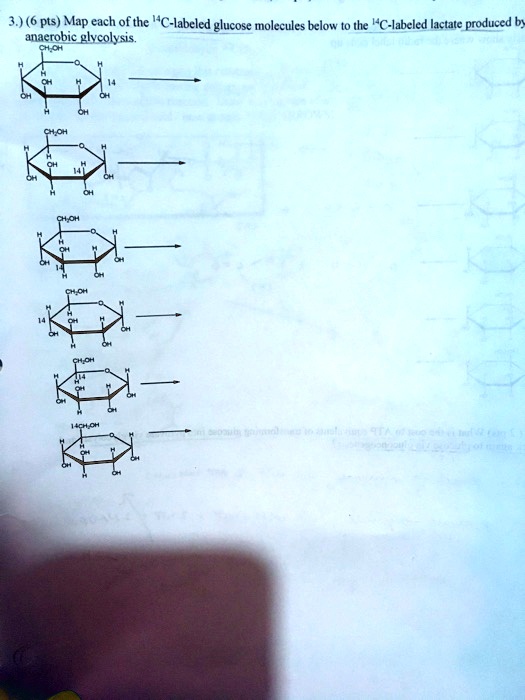 [GET ANSWER] 3 6 pts map each ofthe c labeled glucose molecules below to the hc labeled lactate ...