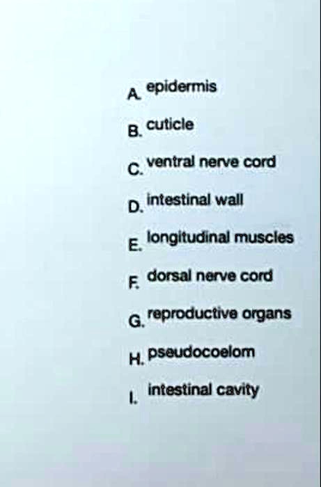 Solved A Epidermis Cuticle Ventral Nerve Cord D Intestinal Wall