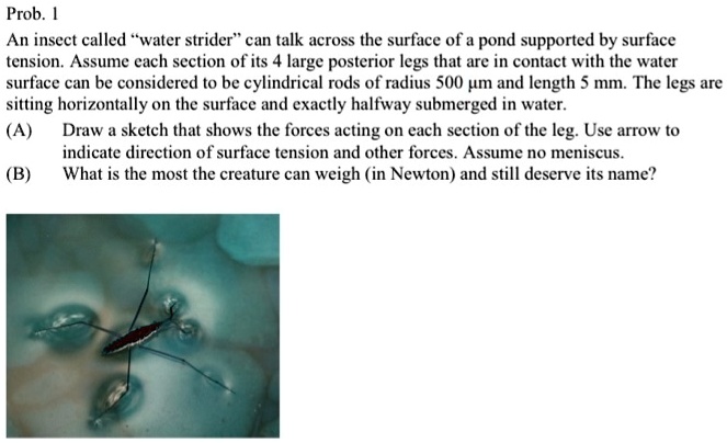 SOLVED: Prob An insect called "water strider" can talk across the ...