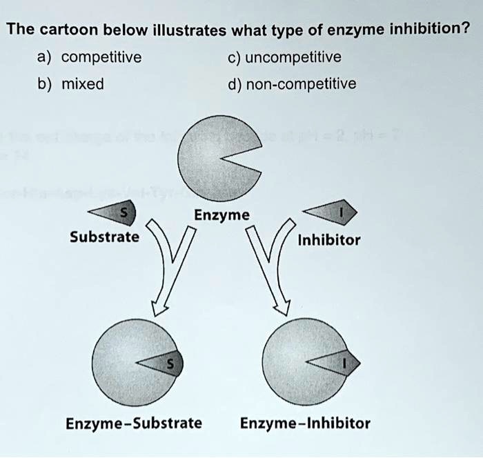 SOLVED: The cartoon below illustrates what type of enzyme inhibition? a ...