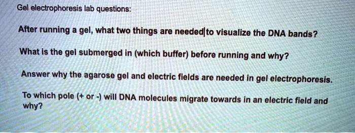 SOLVED: Gel electrophoresis lab questions: After running a gel, what ...