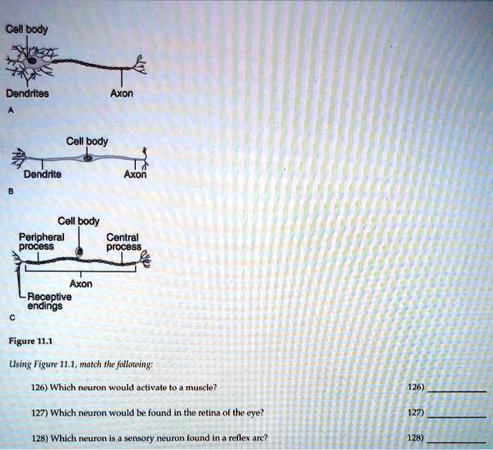 SOLVED: Cell body Dendrites Axon A Cell body 12 Axon Dendrite B Cell ...