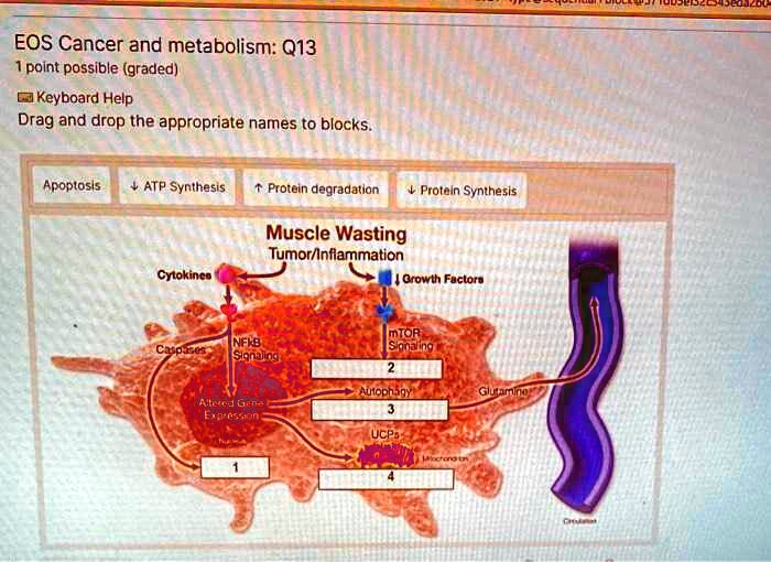 SOLVED: EOS Cancer ad metabolism: Q13 point possible (graded) Keyboard ...