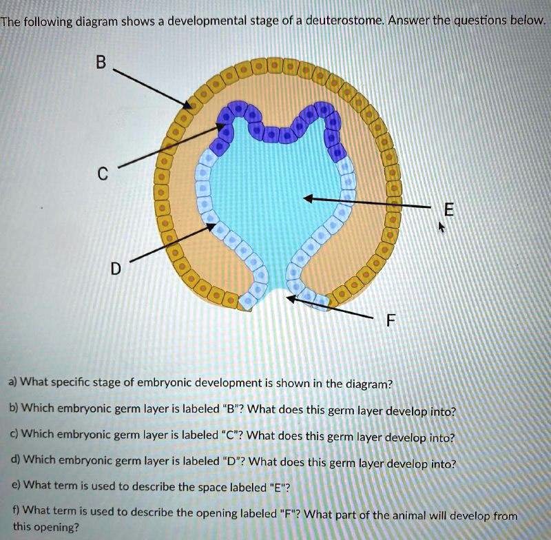 The following diagram shows a developmental stage of a deuterostome ...