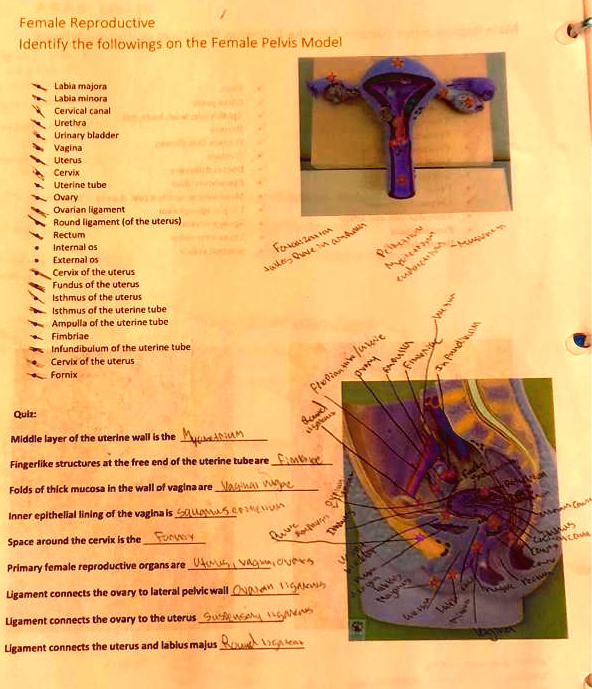 SOLVED: Texts: Female Reproductive Identify the following on the Female ...