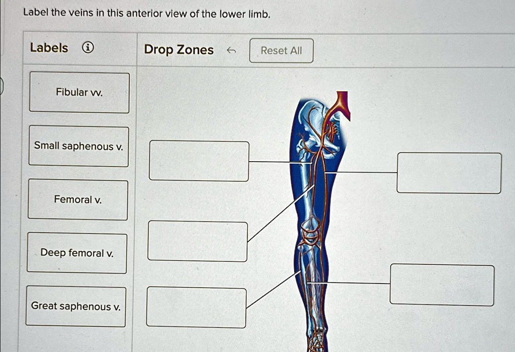 Label the veins in this anterior view of the lower limb. able[[Labels ...