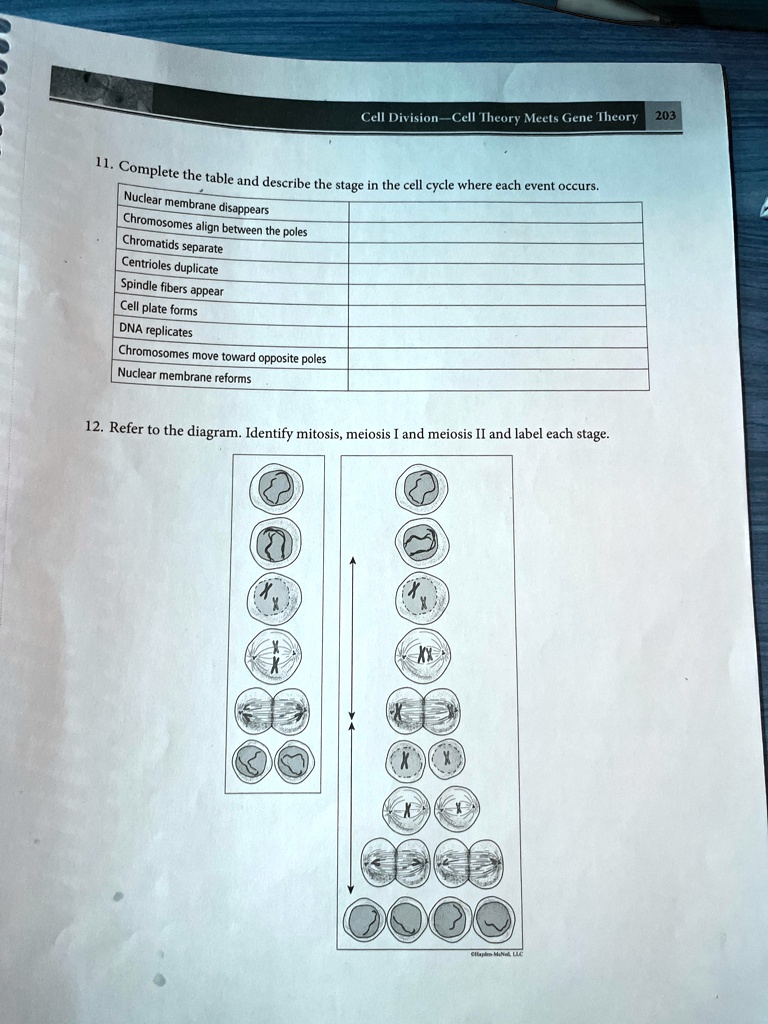 Cell Division-Cell Theory Meets Gene Theory 203 11. Complete the table ...