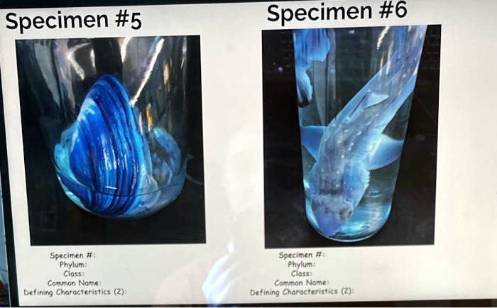 SOLVED: Specimen #6 Specimen #5 Specimen # Phylum: Class; Common Name ...